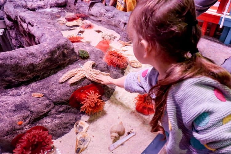 Rock Pool Explorer | SEA LIFE Great Yarmouth
